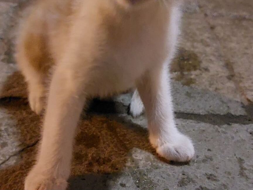 Отдам котёнка в хорошие руки