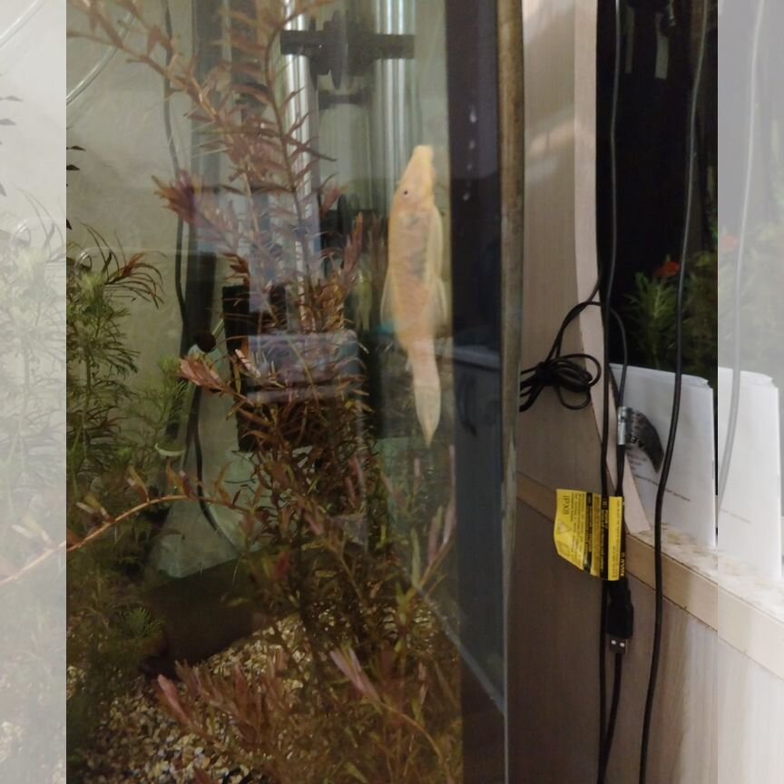 Аквариумные рыбки