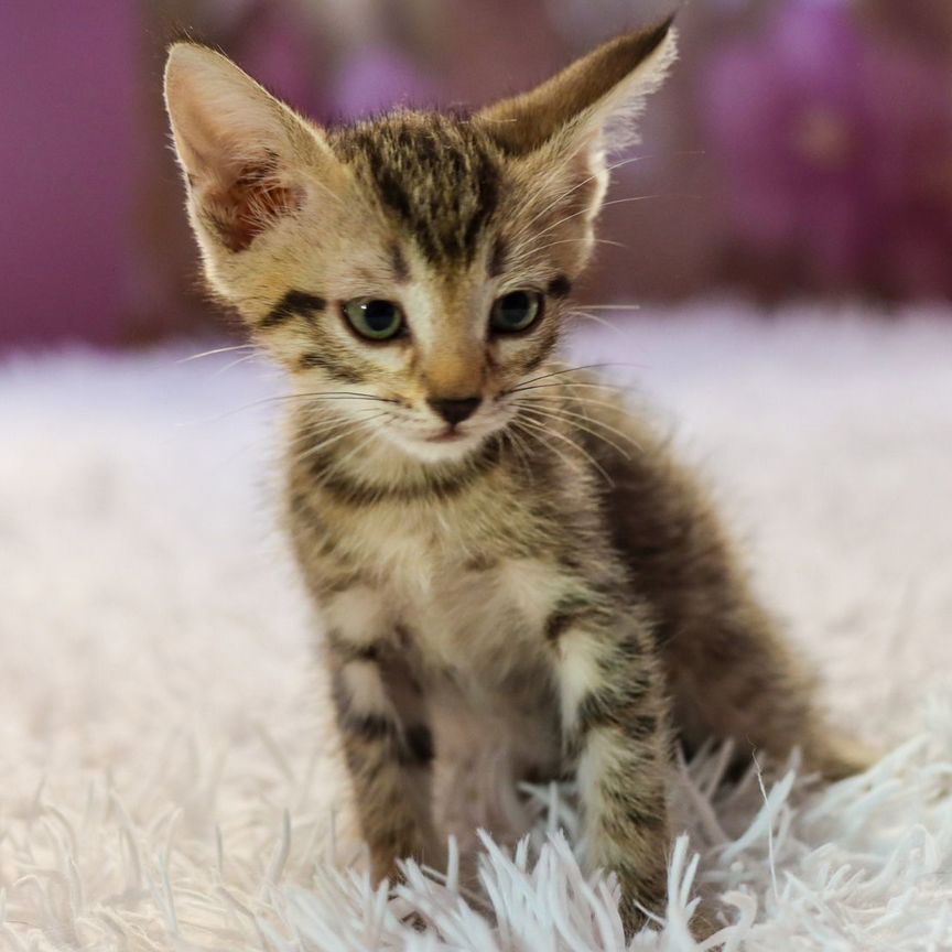 Забавный ушастик в добрые руки