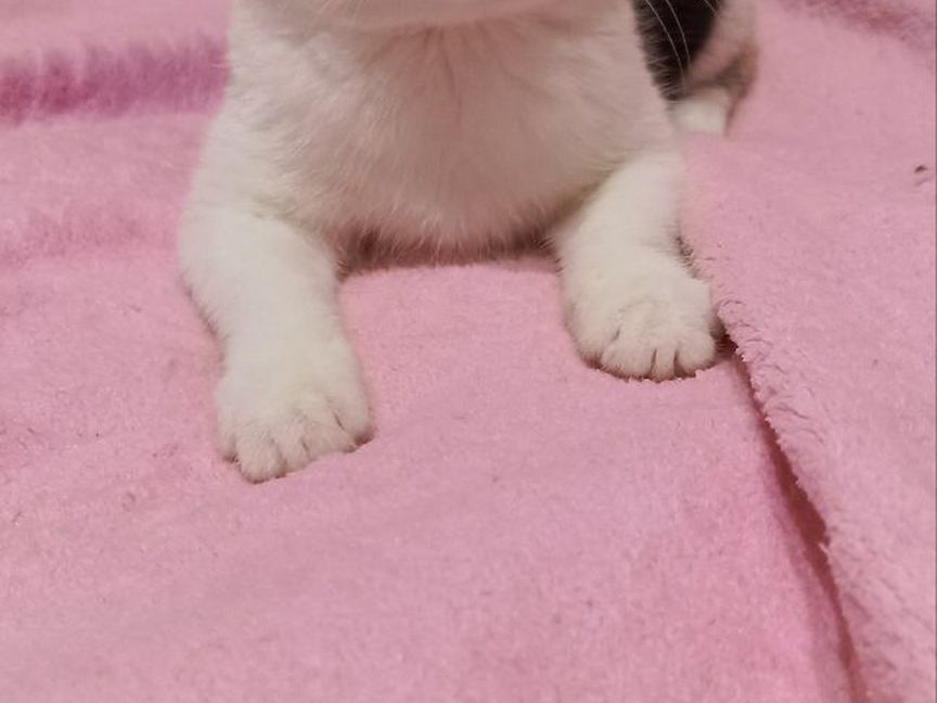 Котенок