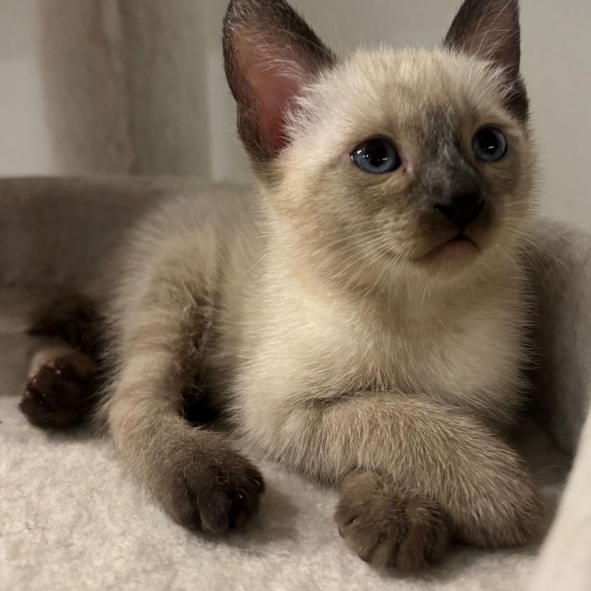 Тайский котёнок