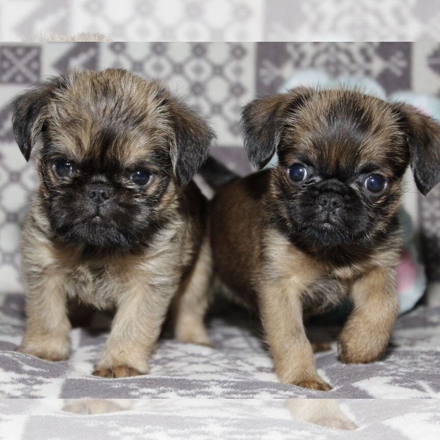 Щенки пти брабансона