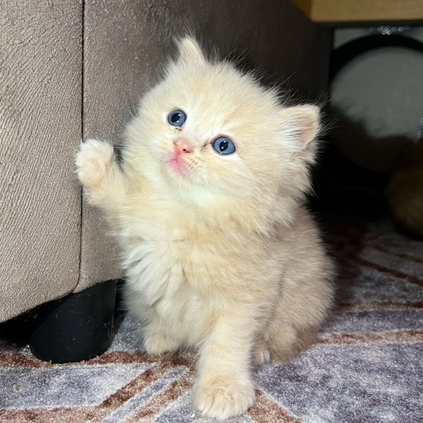 Котята скотиш страйт