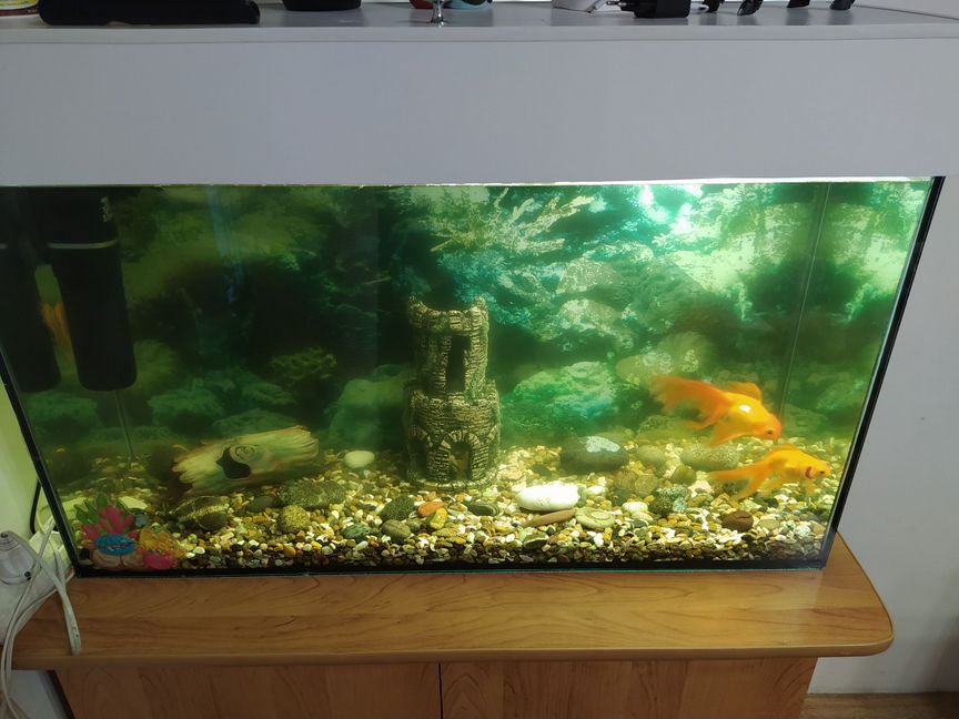 Аквариумные рыбки