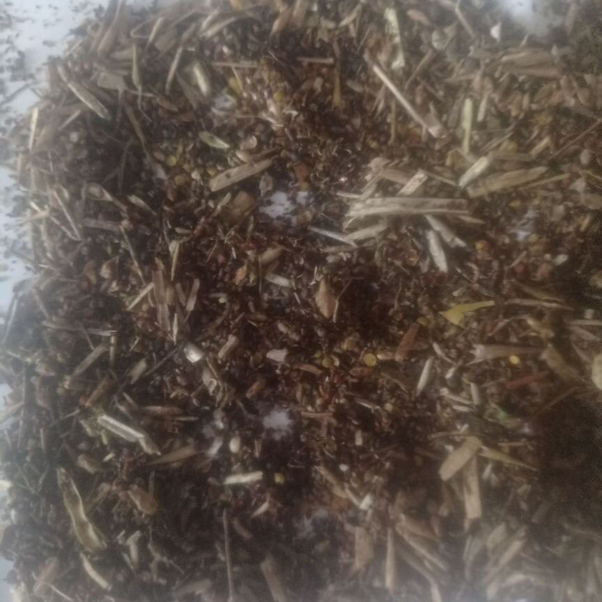 Отходы рапса, рапс в гранулах