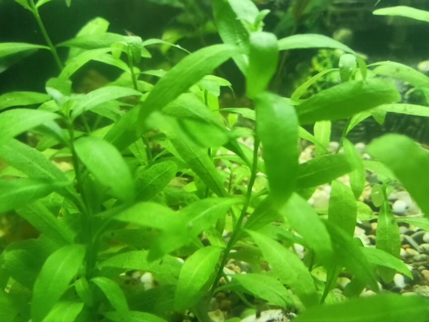 Аквариумная трава