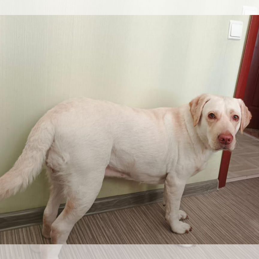 Лабрадор-ретривер, взрослая собака