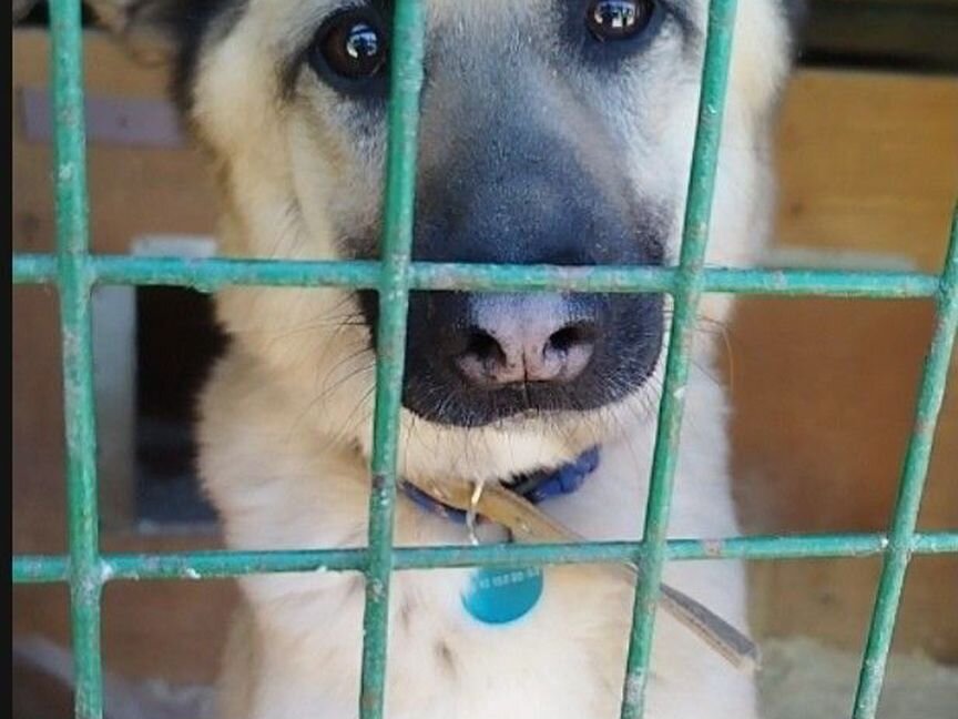 Собака в добрые руки