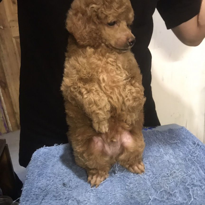 Пудель той, мальчик