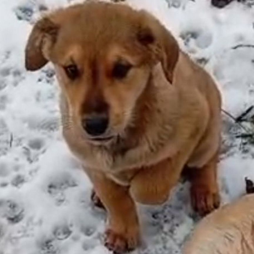 Щенок в добрые руки