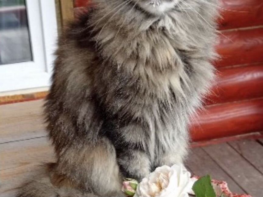 Котята мейн-кун метис