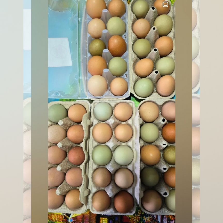 Инкубационное яйцо кур