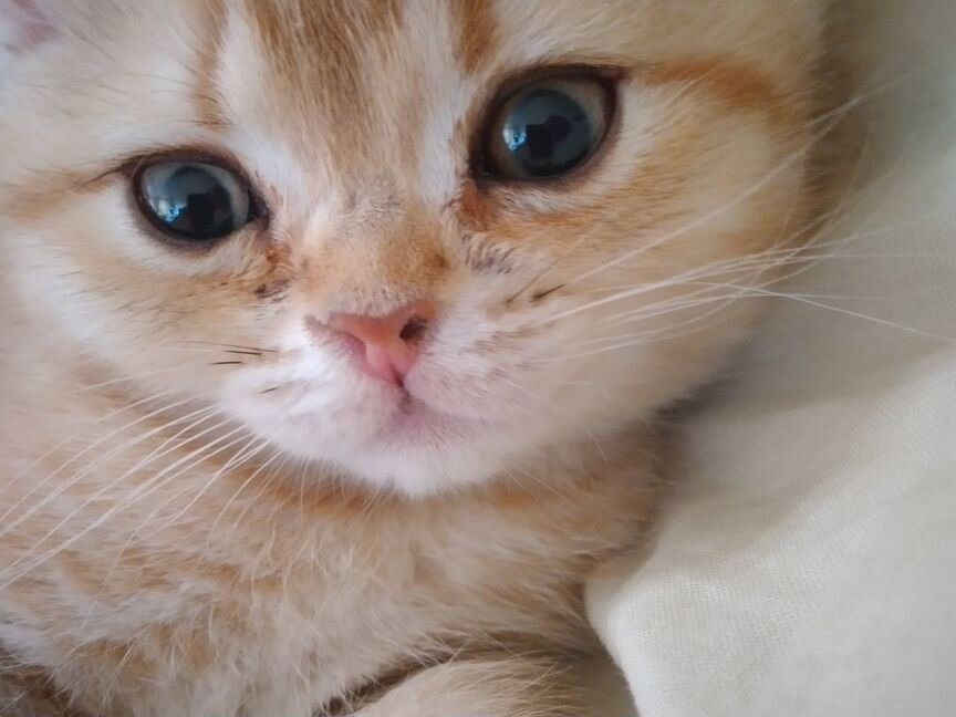 Котенок британский золотой