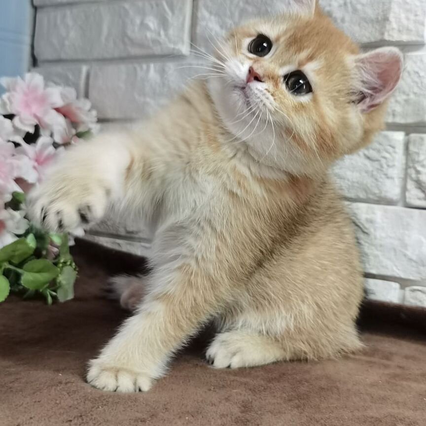 Британский короткошёрстный котёнок