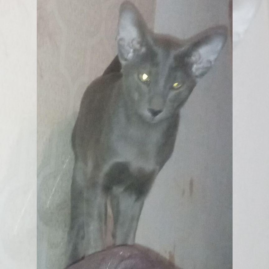 Ориентальный котёнок