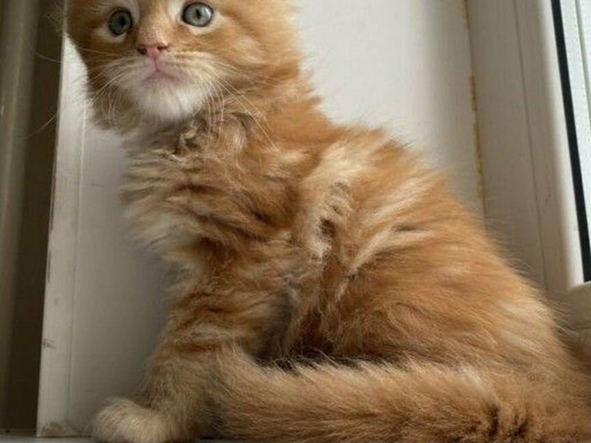 Шикарная мохнатая семья кунодетей