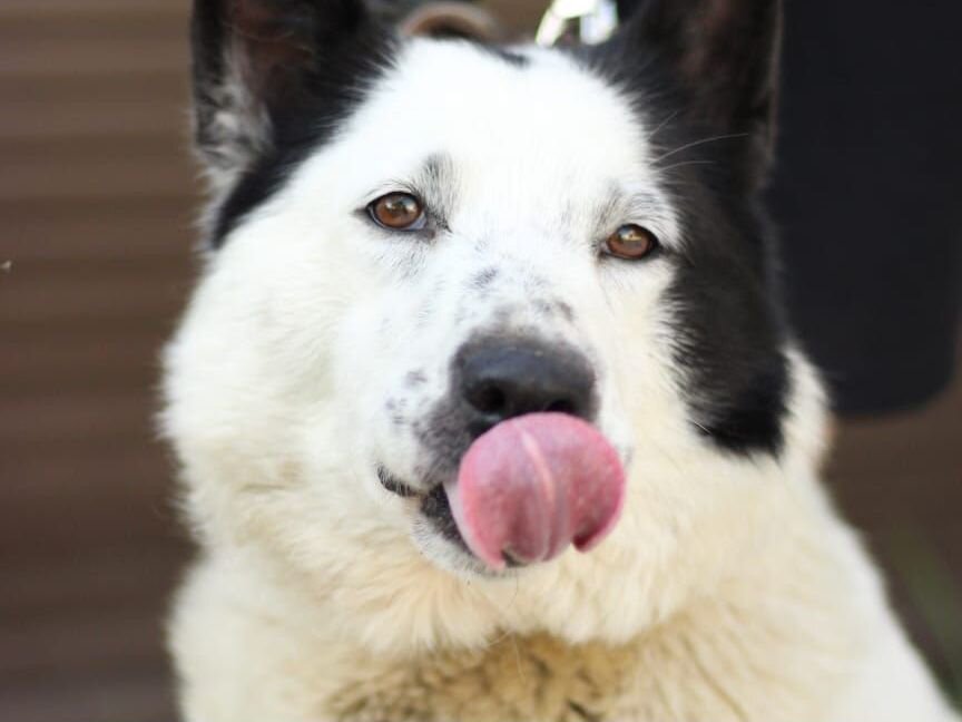 Милая небольшая лайка в добрые руки