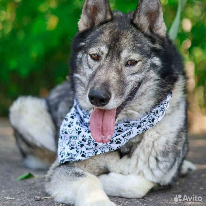 Молодой, красивый пес ждет и верит