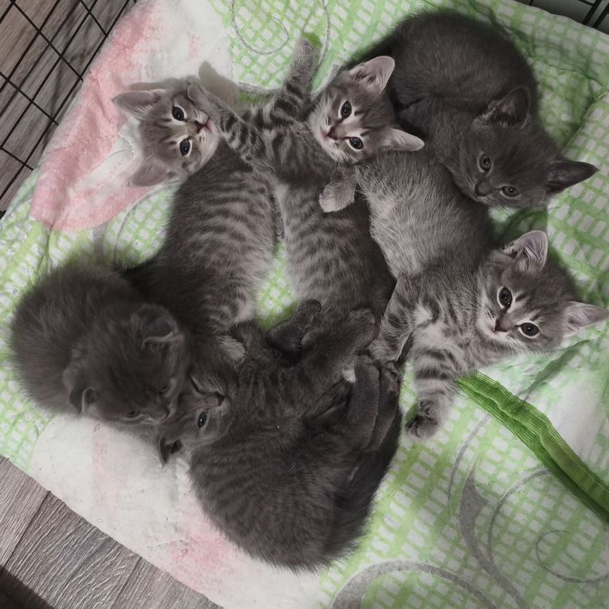 Шотландский вислоухий короткошёрстный котёнок