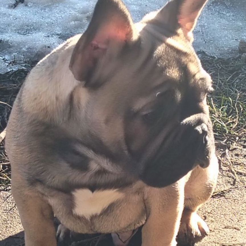 Французский бульдог