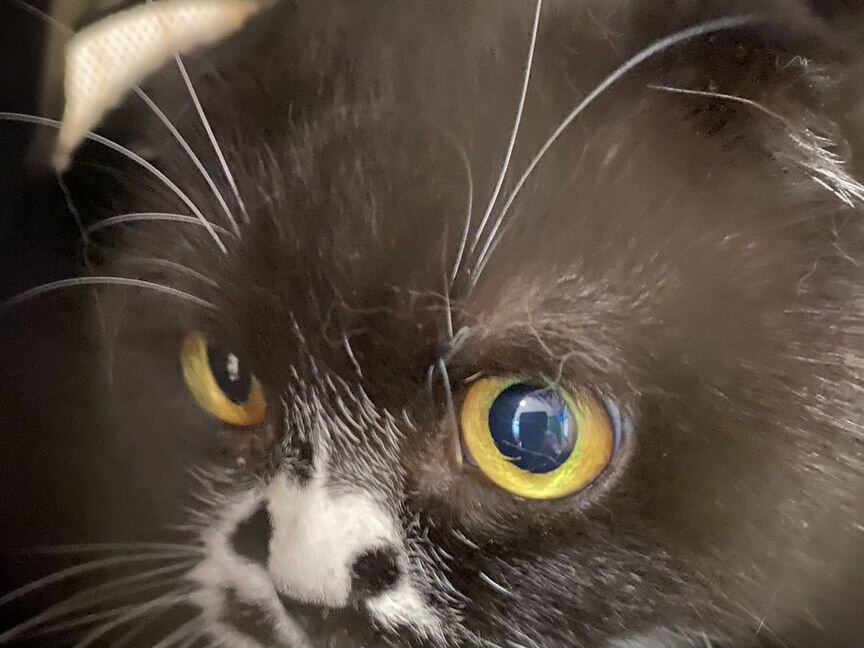 Кошка