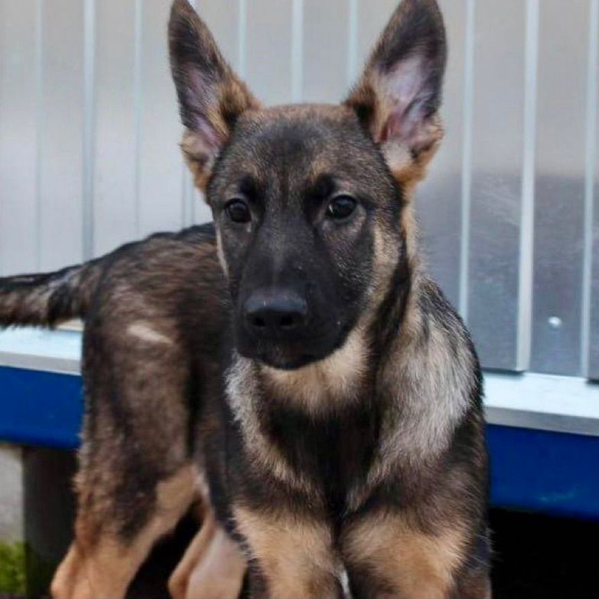 Щенок в добрые руки