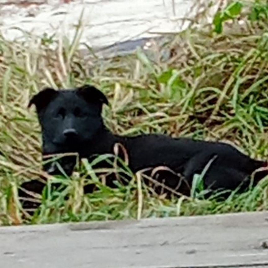 Немецкая овчарка, щенок