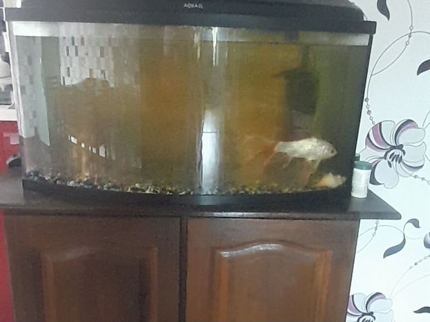 Продам аквариум с золотой рыбкой