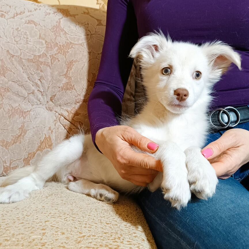 Щенок в добрые руки