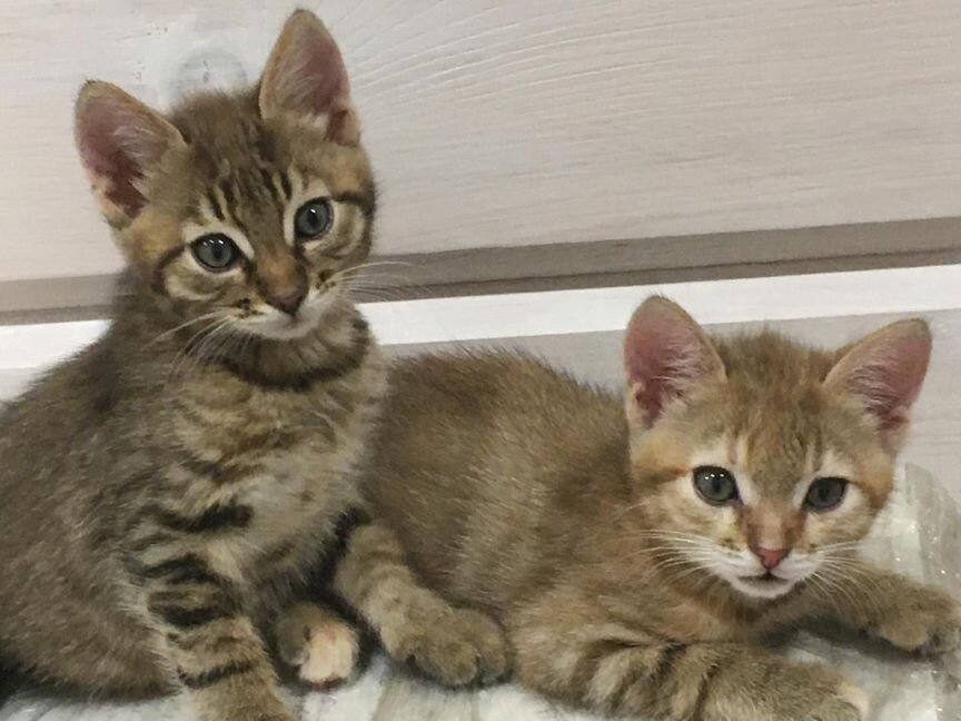 Тимофей и Лиса