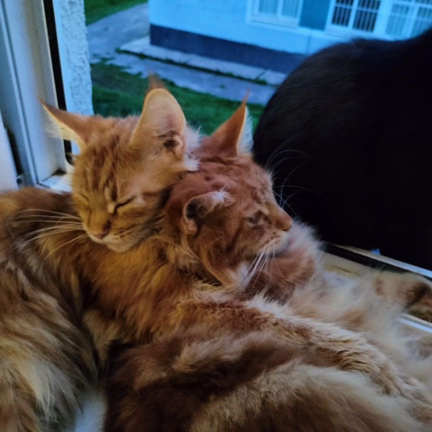 Отдам кошек в добрые руки