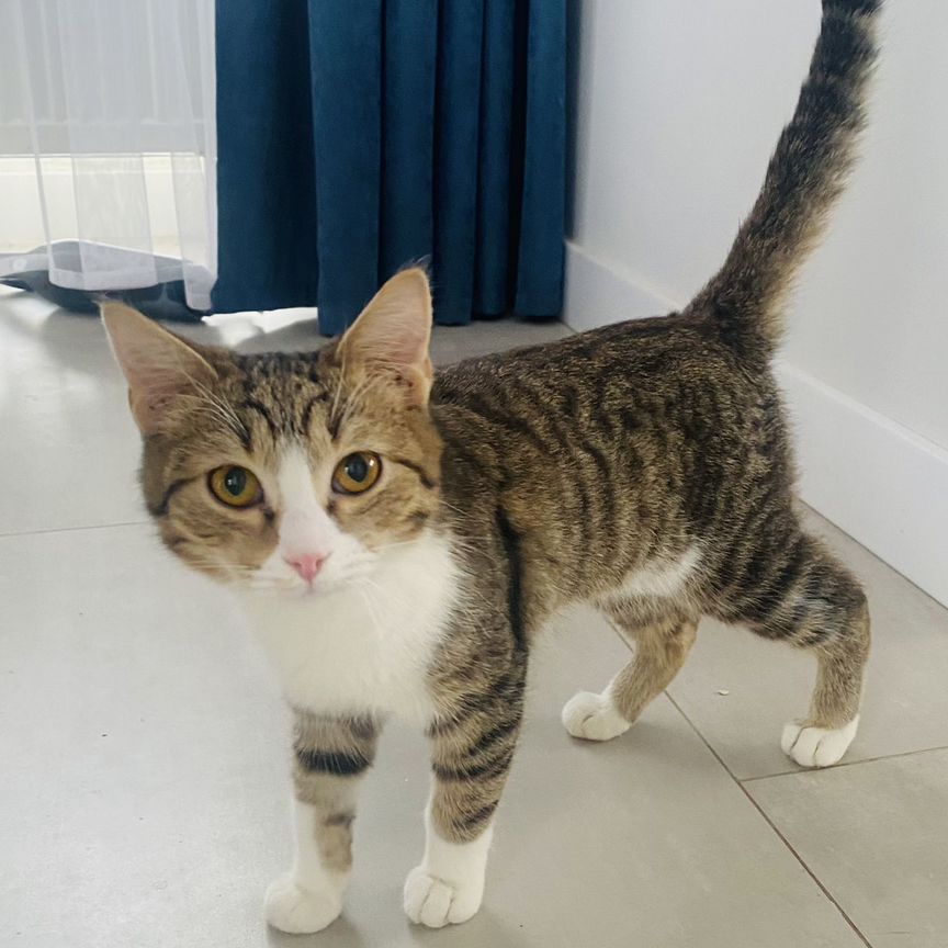 Котёнок в добрые руки