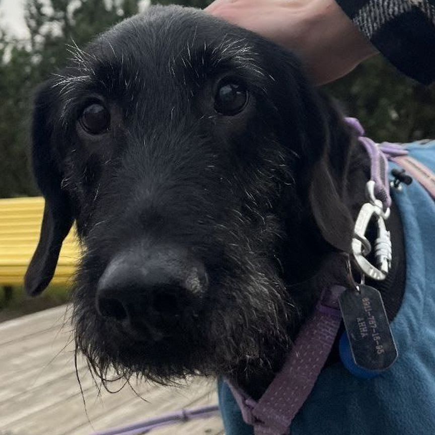 Взрослая собака в добрые руки