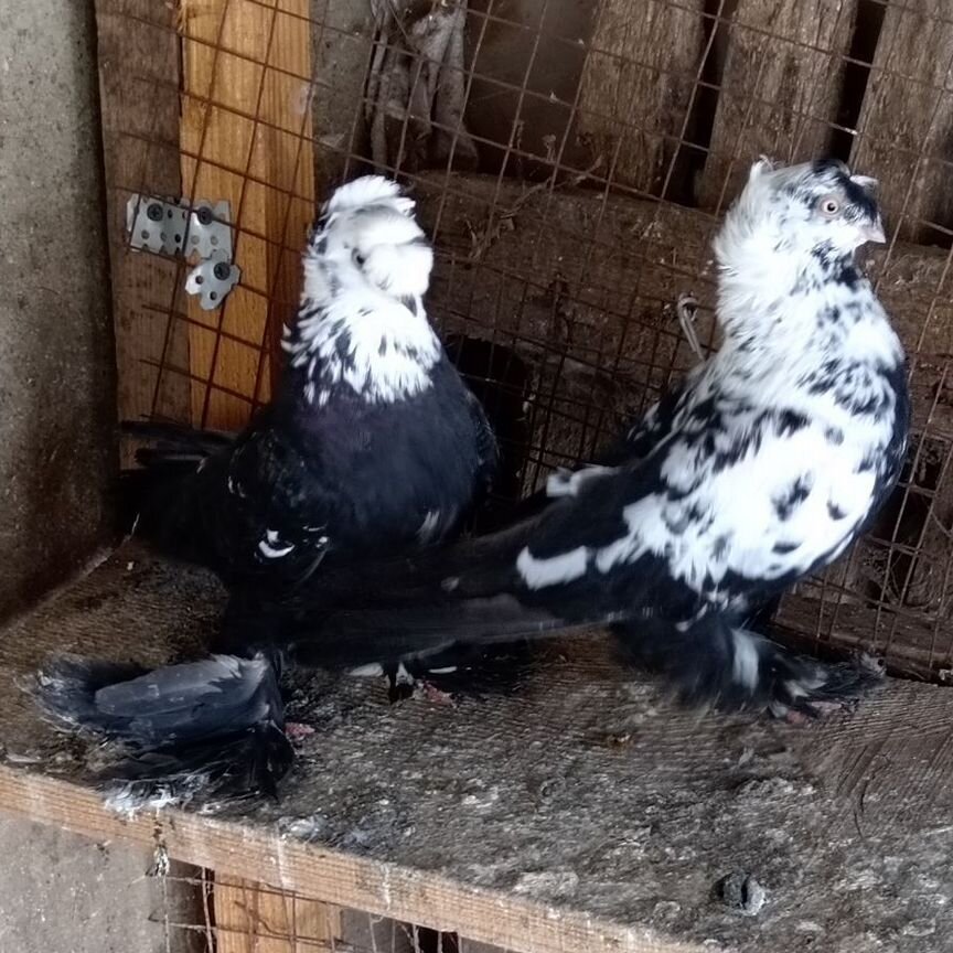 Голуби благодарненские