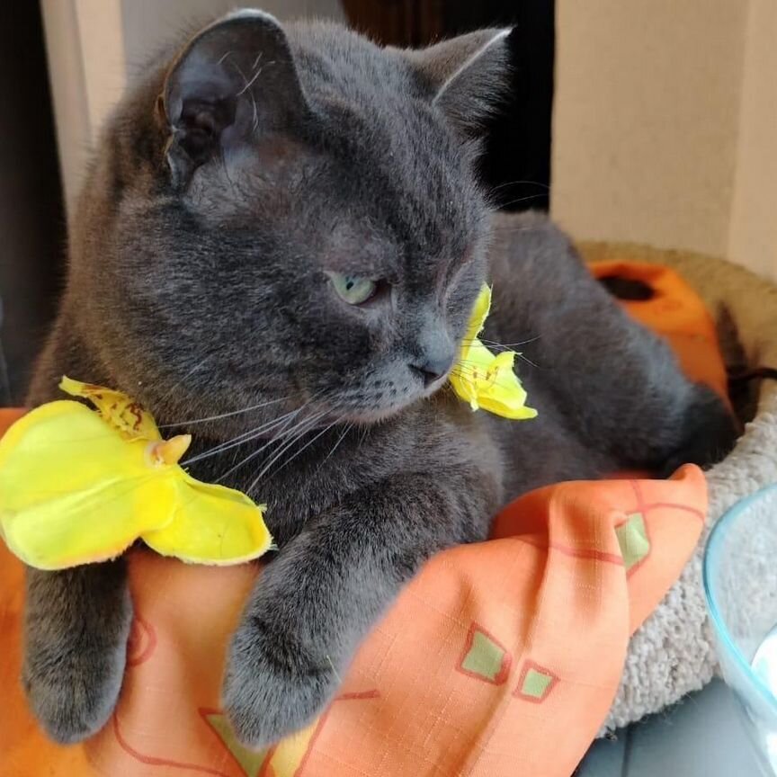Котик в добрые руки, 2 г