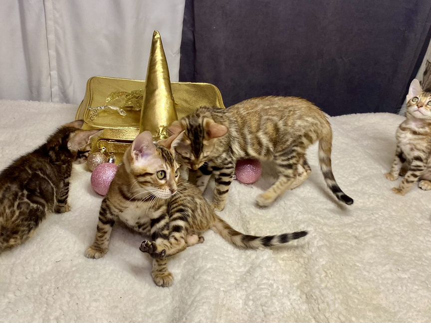 Бенгальские котята