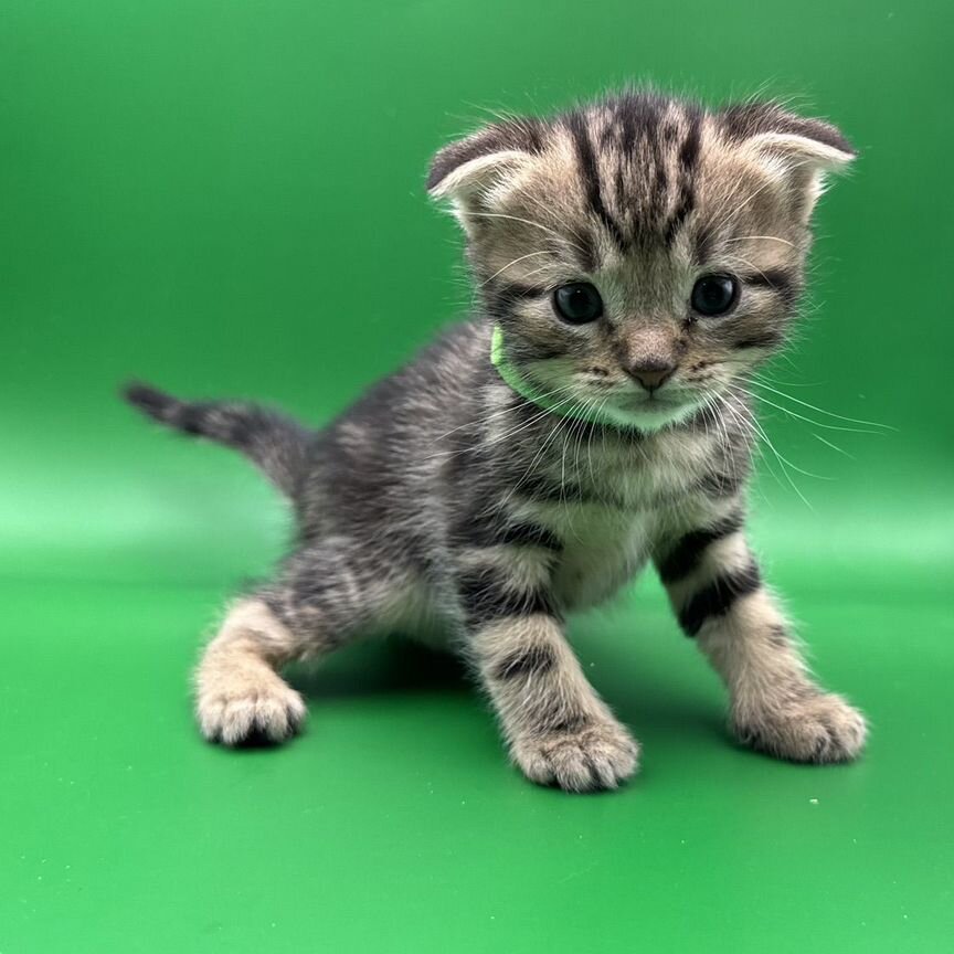 Шотландские вислоухие котята