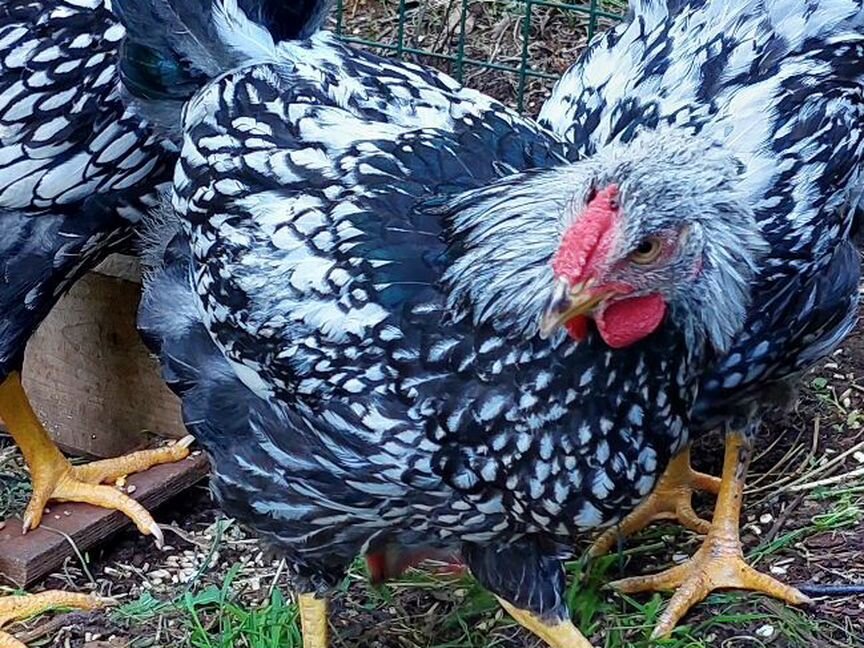 Петух породы виандот серебристый