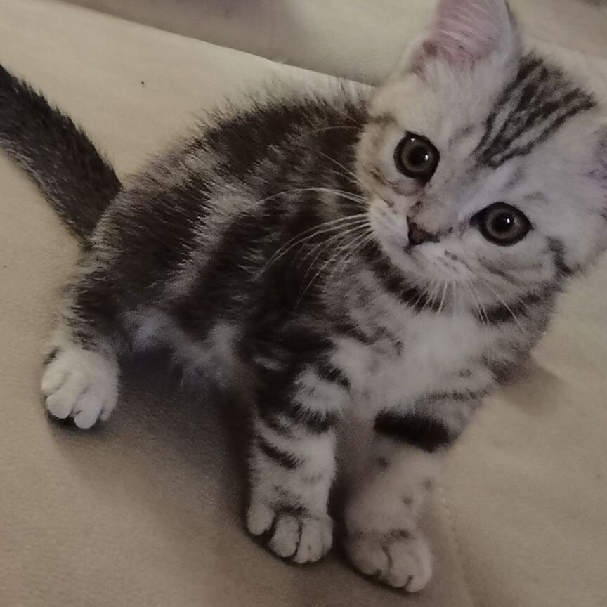 Мрамор на серебре. Кошка