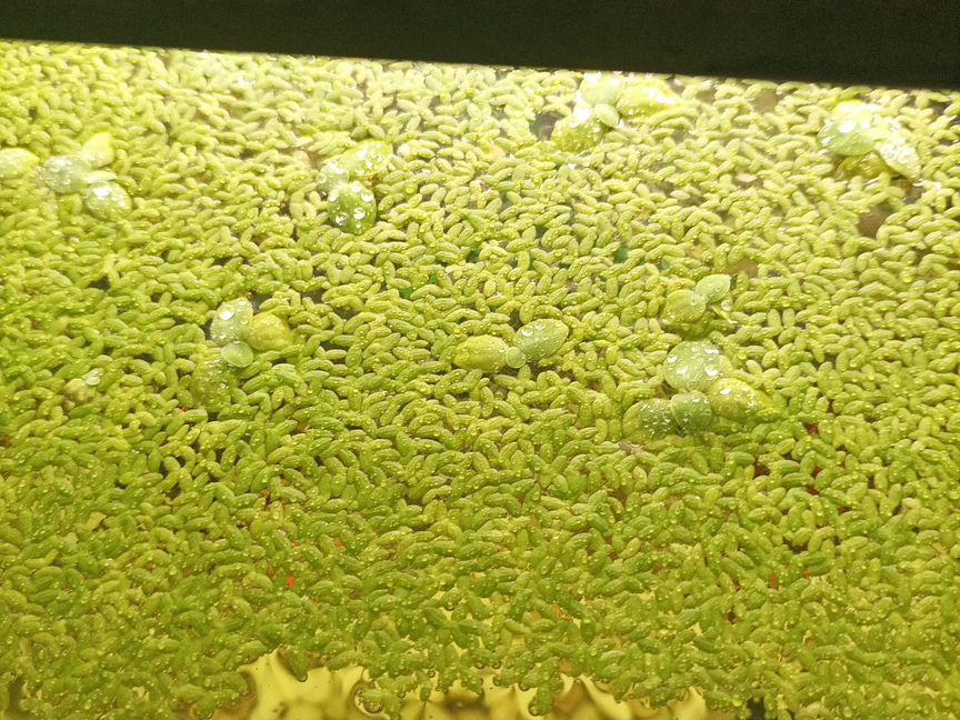 Ряска бесплатно