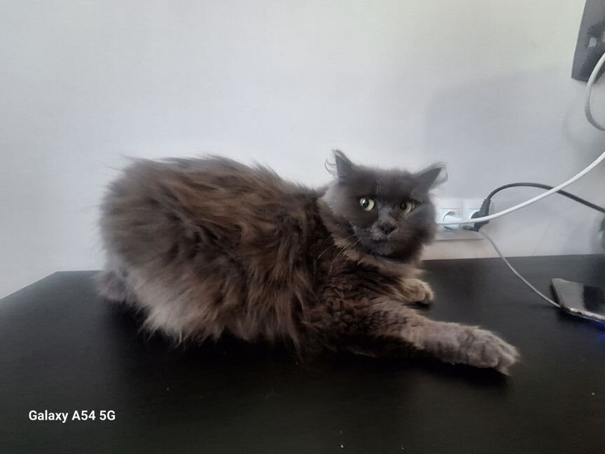 Кошка. 3 года