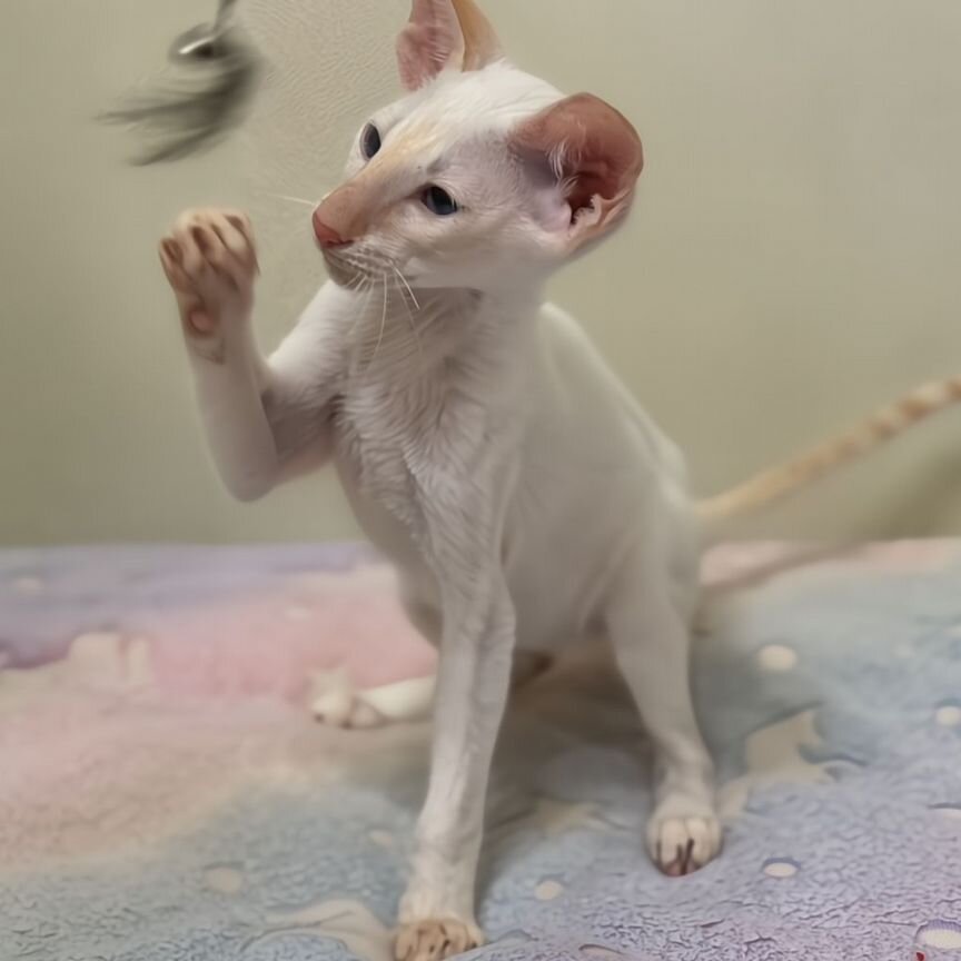 Ориентальный котёнок