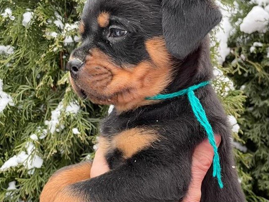 Щенок Ротвейлер