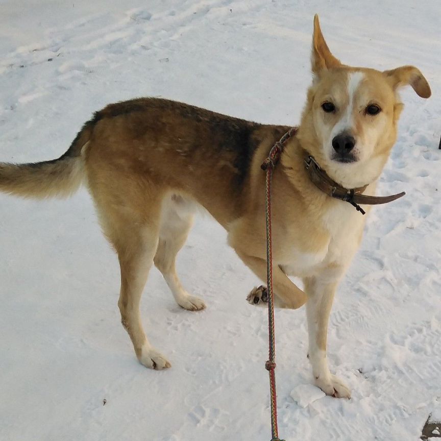 Взрослая собака в добрые руки