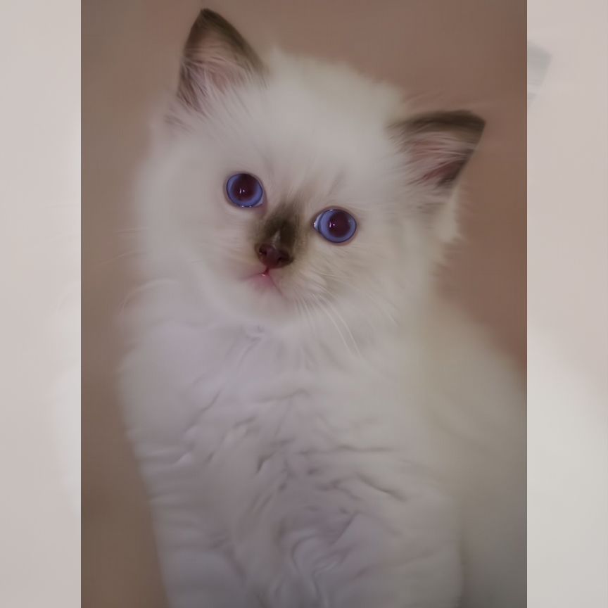 Рэгдолл котёнок