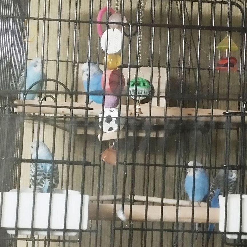 Волнистый попугай