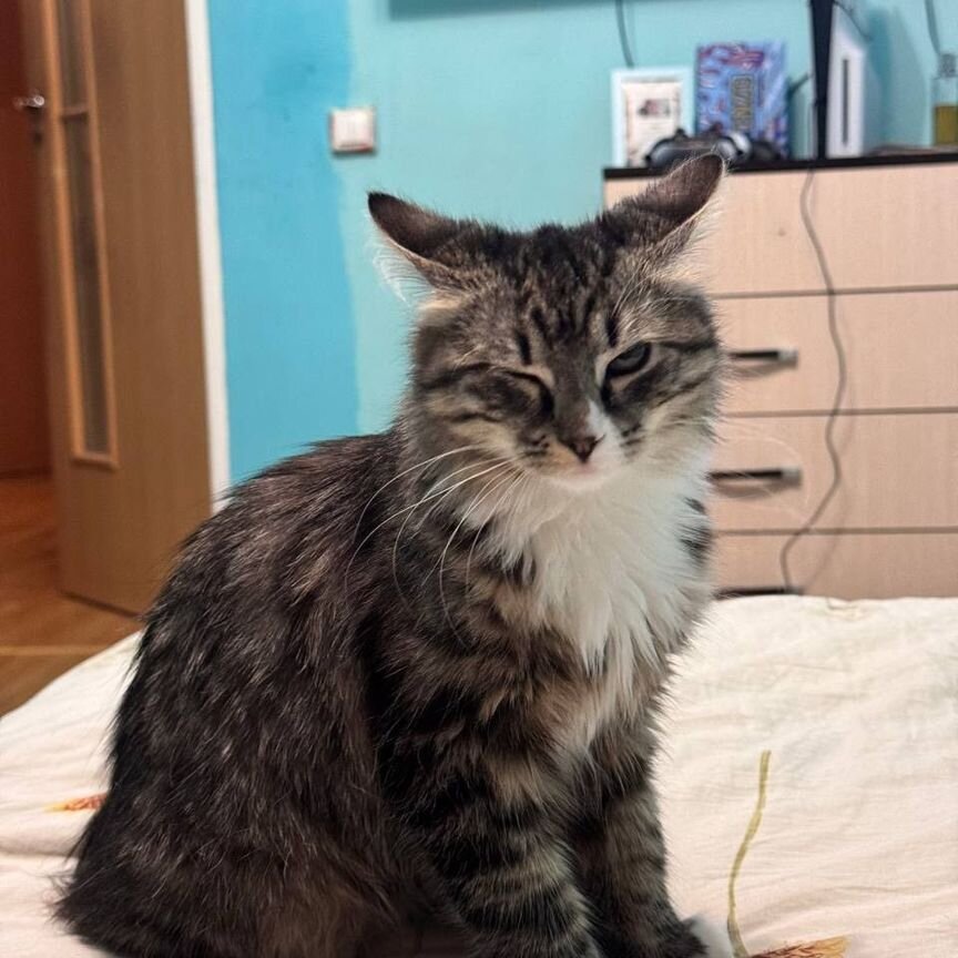 Отдаем котенка в хорошие руки