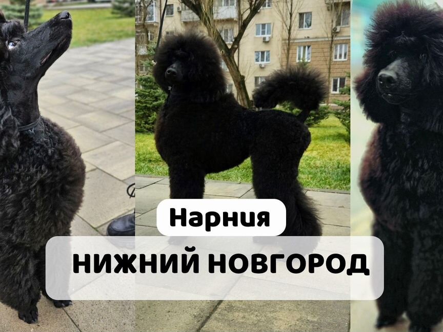 Большой Королевский пудель Нижний Новгород