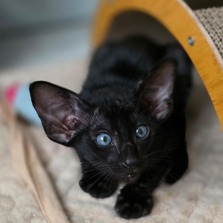 Ориентальный котёнок