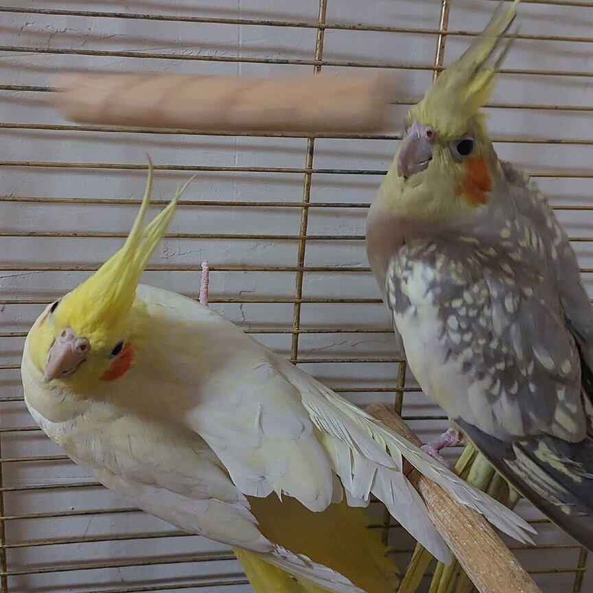 Попугай корелла